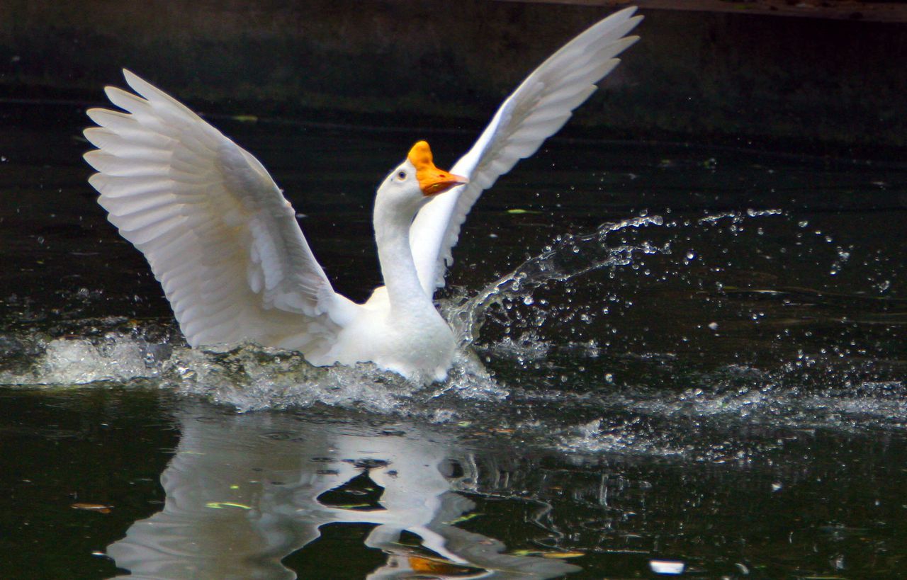 Pang! Weg gansje - NRC