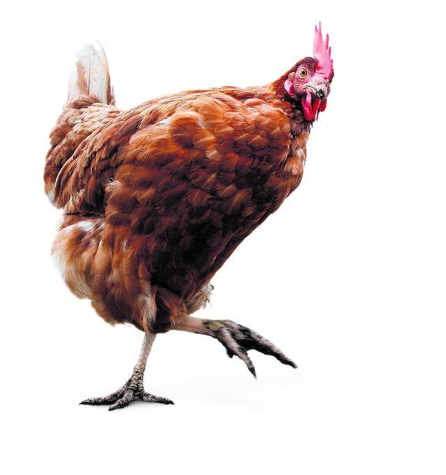 Twaalf weken in de stal? Dan wordt een vrije-uitloopkip een scharrelkip ...