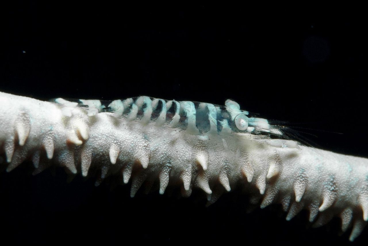 De steurgarnalen uit de Nederlandse Cariben maken soms vreemde dansjes ...