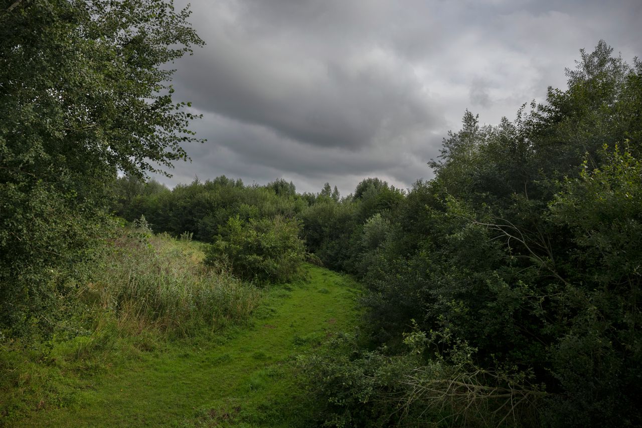 Oppervlakte bos in Nederland licht afgenomen sinds 2017 - NRC