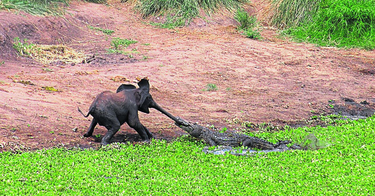 Bijna 'Hoe de olifant zijn slurf kreeg' - NRC