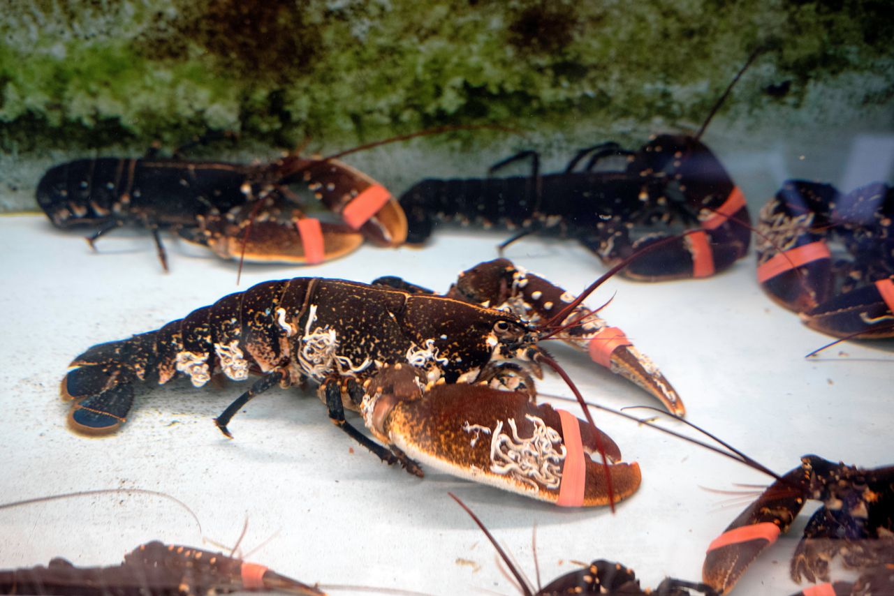 De kreeften in de Oosterschelde zijn op. Zijn ze vergiftigd door de ...