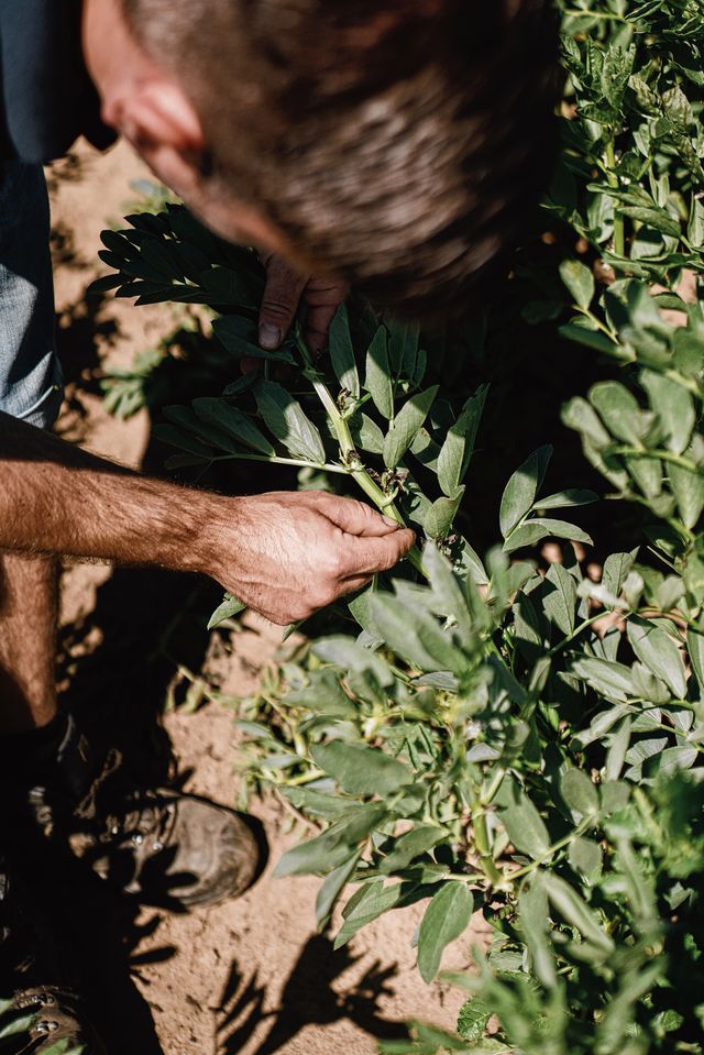 De peulboon was verdwenen, maar is terug op Nederlandse bodem - NRC