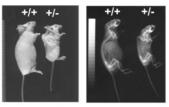 Eerste ‘pseudogen met functie’ blijkt nu toch echte junk te zijn - NRC