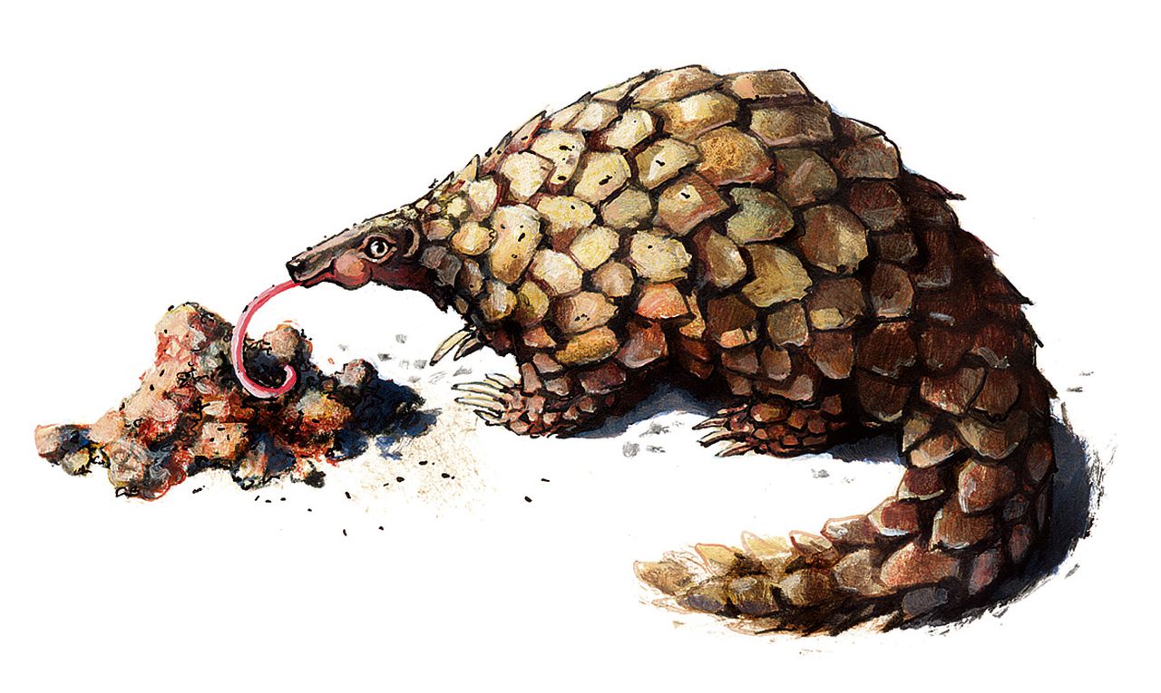 Schubdier is een kieskeurige eter - NRC