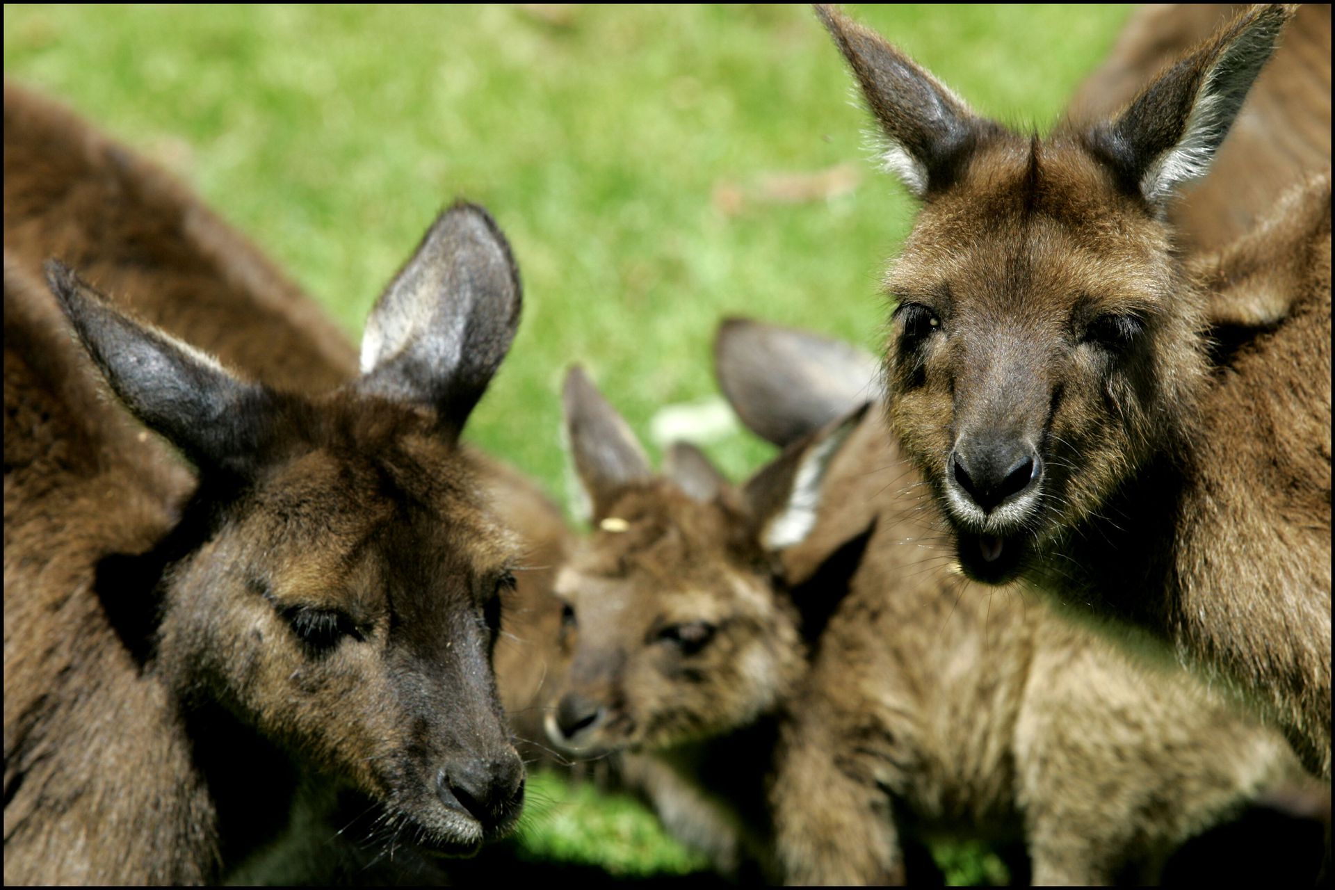 Opinie | Leren rekenen of ontdekkend kangoeroes leren tellen - NRC