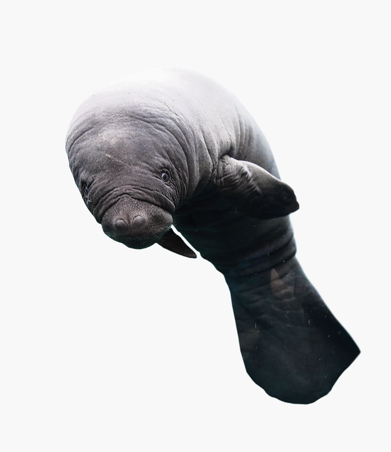 Zeekoe heel lang zwanger - NRC