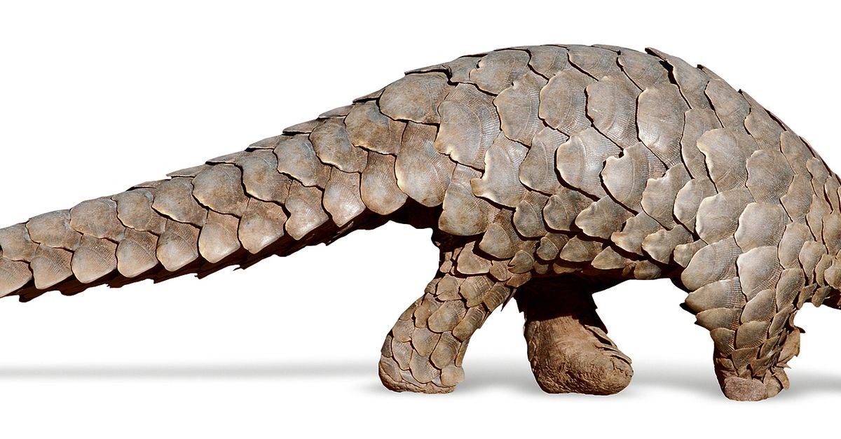 Waar is dat schubdier nou… - NRC