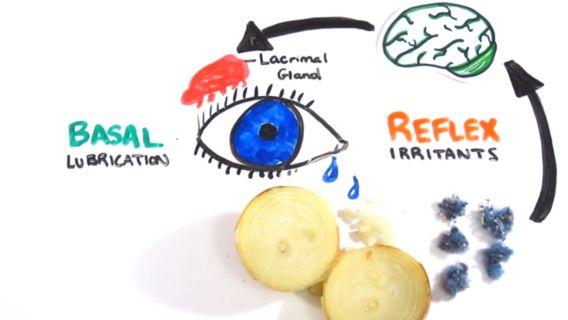 Tranen: puur overlevingsmechanisme, of ook middel om stress te ontladen ...