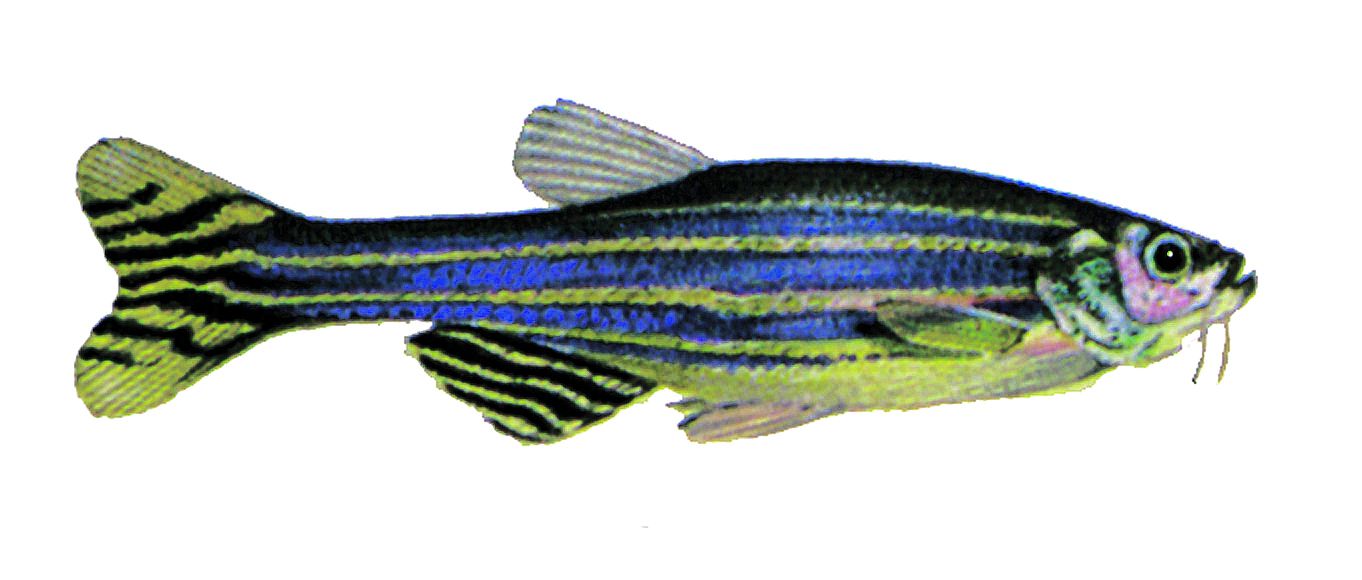 Evolutie van het brein tot in de puntjes geregeld - NRC