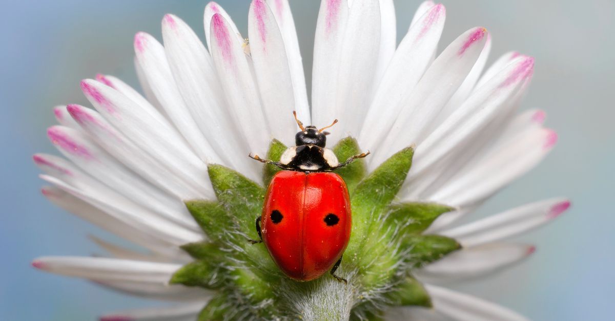 Het gaat slecht met de insecten, ook op plekken waar meer groen is - NRC