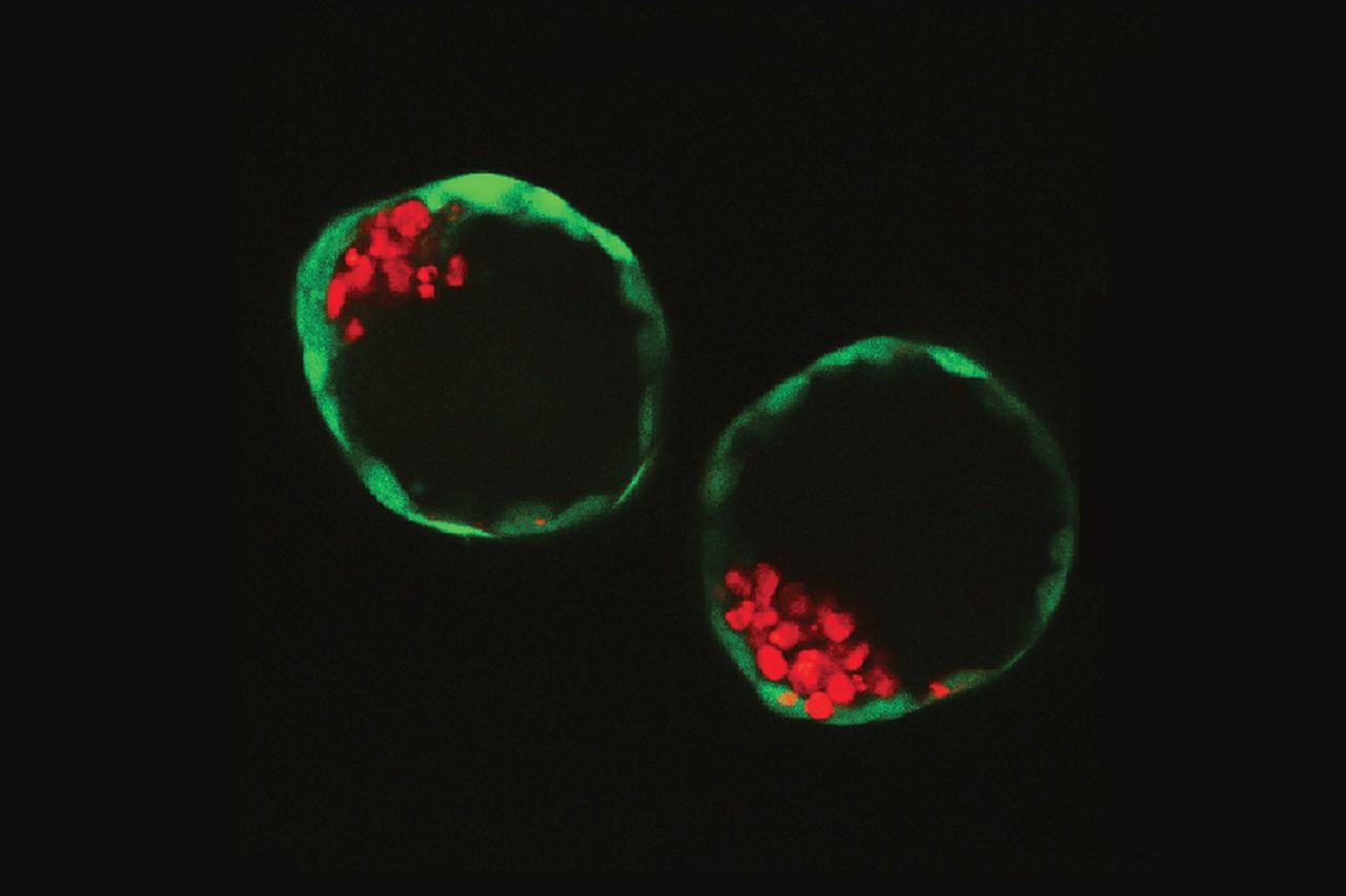 Embryo’s kunnen nu worden gemaakt van stamcellen - NRC