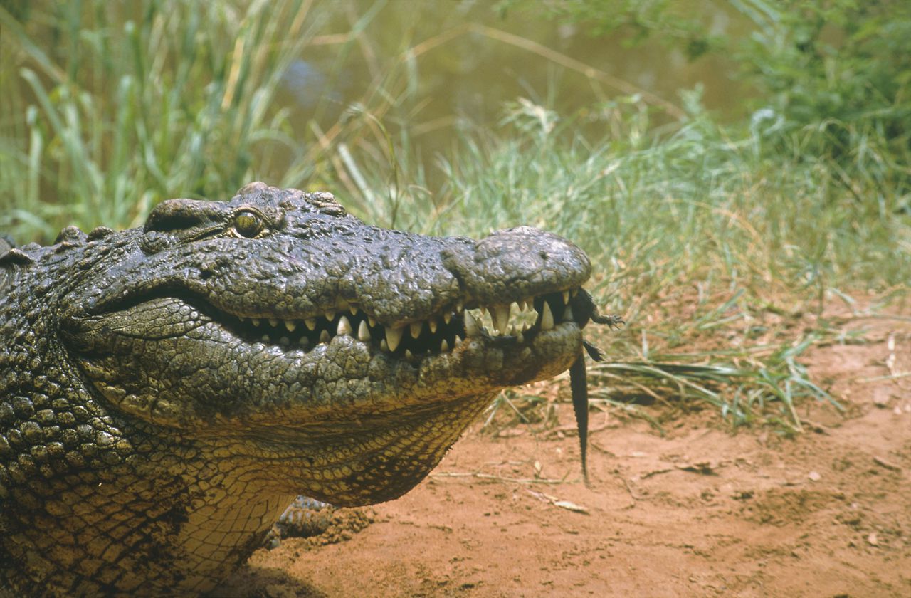 Televisie Voorkeur - NRC