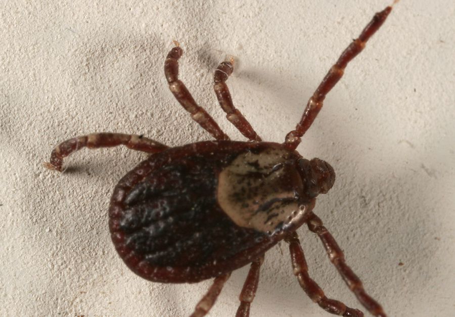 De bilnaad van de teek - NRC