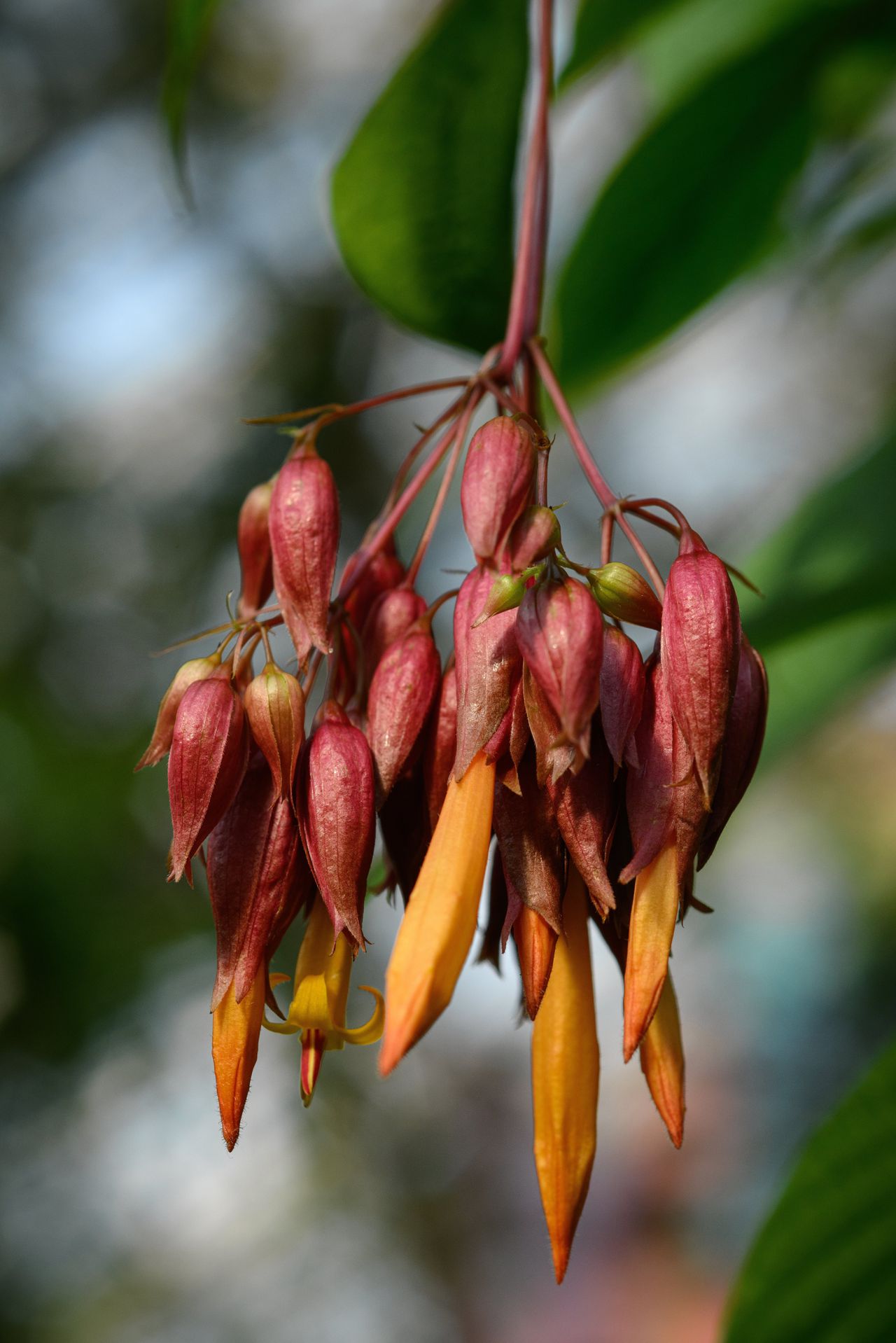 De jagers van Kew Gardens zijn op zoek naar uitgestorven planten - NRC