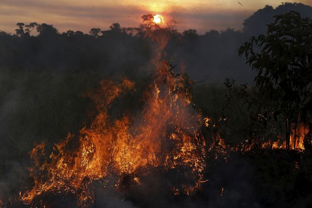 Boskap Brazilië kost duizenden vierkante kilometers bos per jaar - NRC