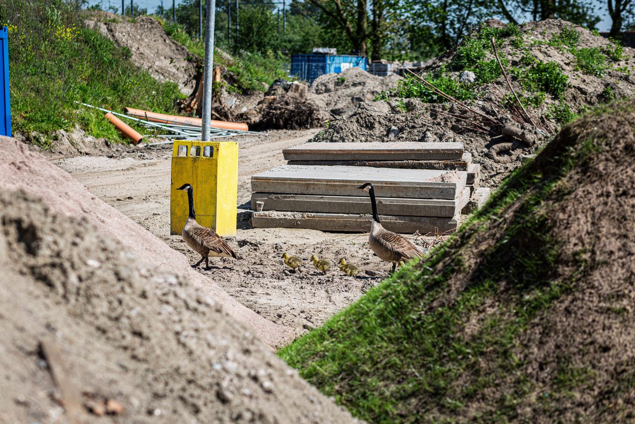 Vleermuis en huismus krijgen verplicht onderdak in nieuwbouw: ‘Een ...
