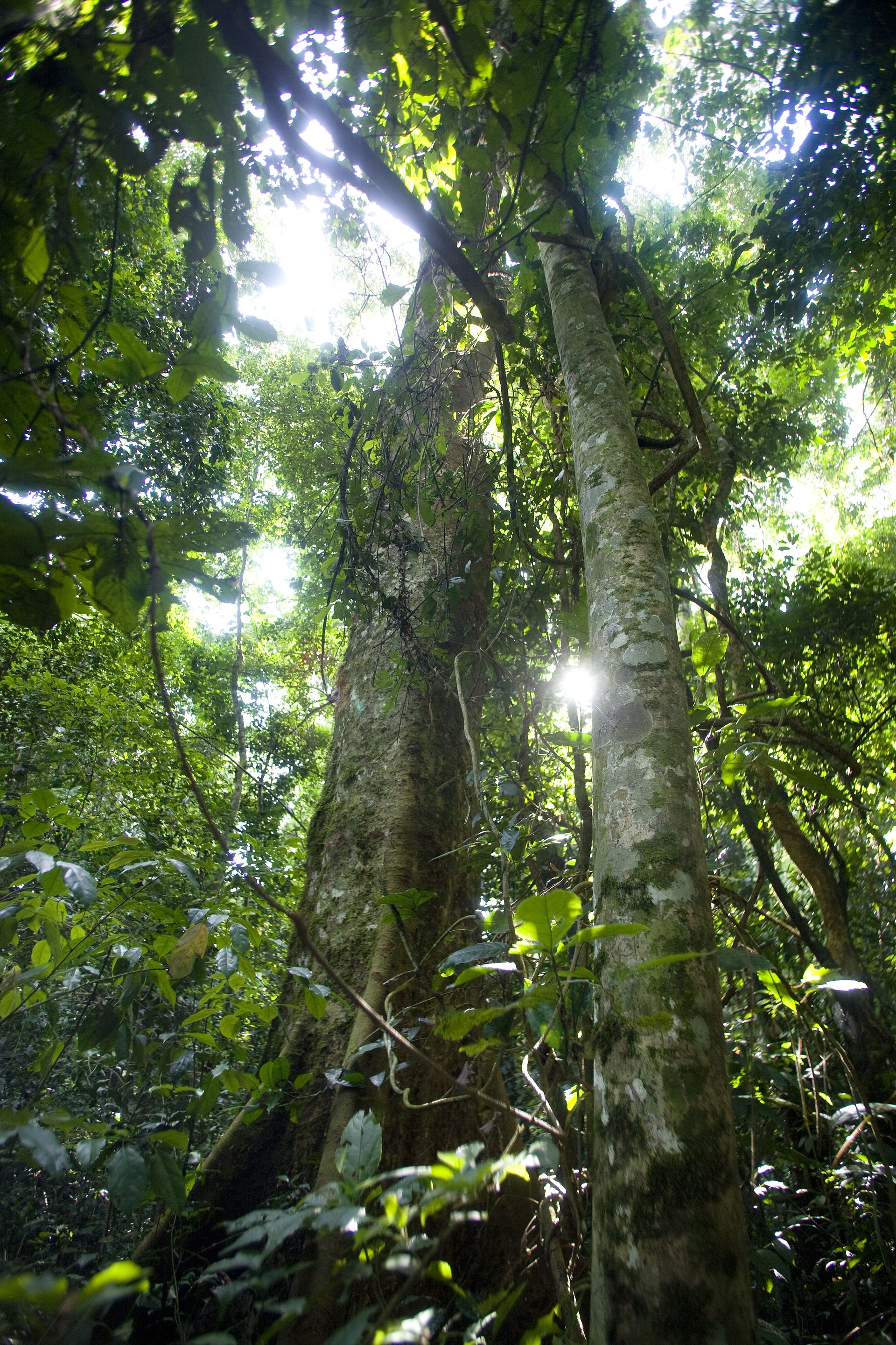 Tropisch bos Afrika legt steeds meer koolstofdioxide vast - NRC