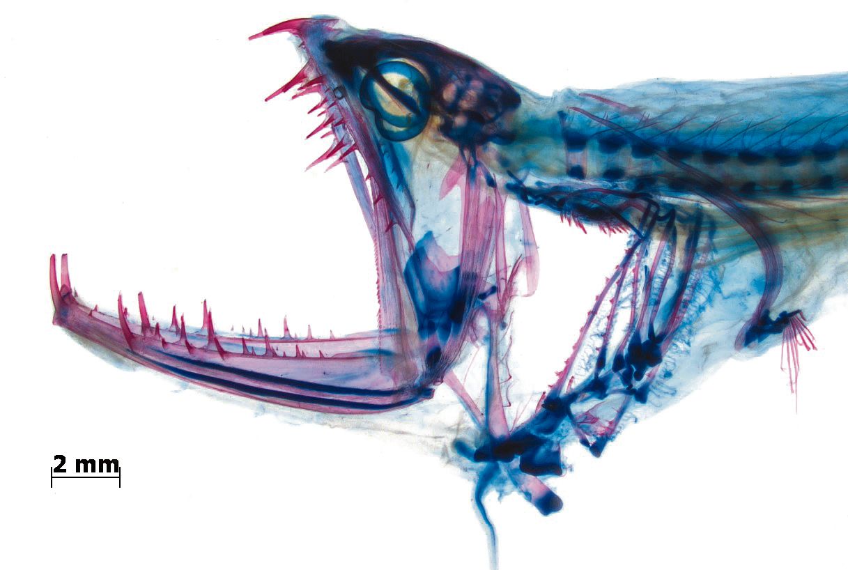 Draakvis heeft de grootste bek - NRC