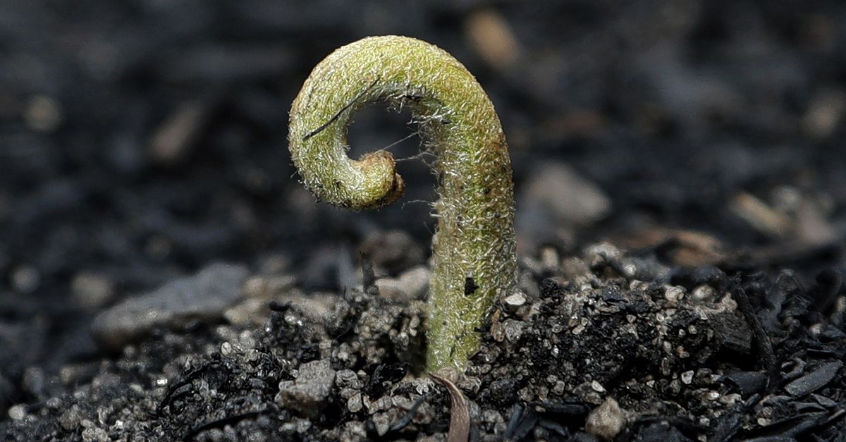 Hergroei in Australië - NRC