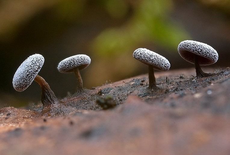 Leven op een dode boom: prachtig, teer – en het gaat goed - NRC