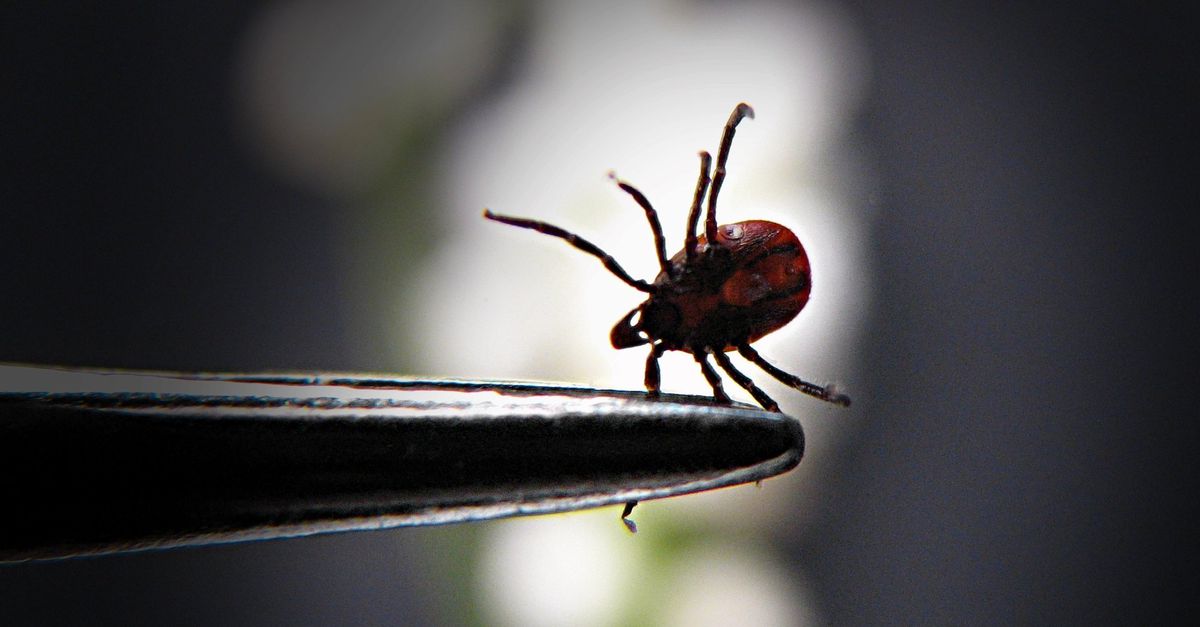 Opnieuw toename patiënten met ziekte van Lyme - NRC