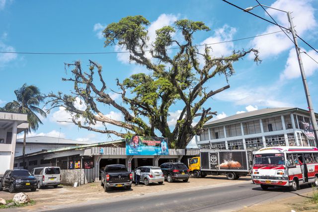 De boeroes dachten dat in Suriname grote boerderijen op hen wachtten ...
