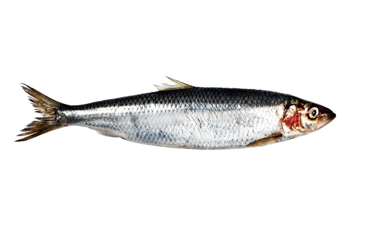 Sushi met haring - NRC
