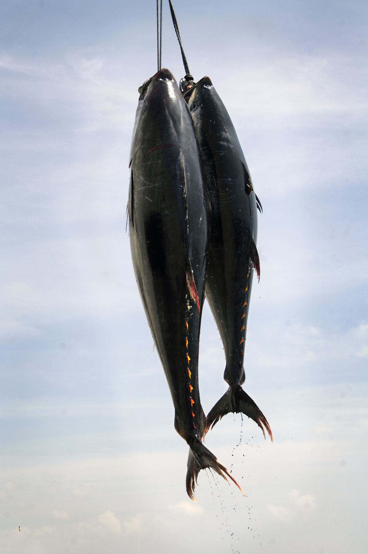 In dit tempo zijn in 2048 onze zeeën leeggevist - NRC