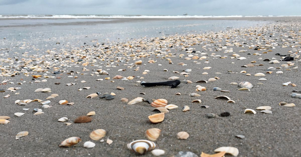 Verdwenen reuzenalk kwam ’s winters vaak buurten op de Noordzee - NRC