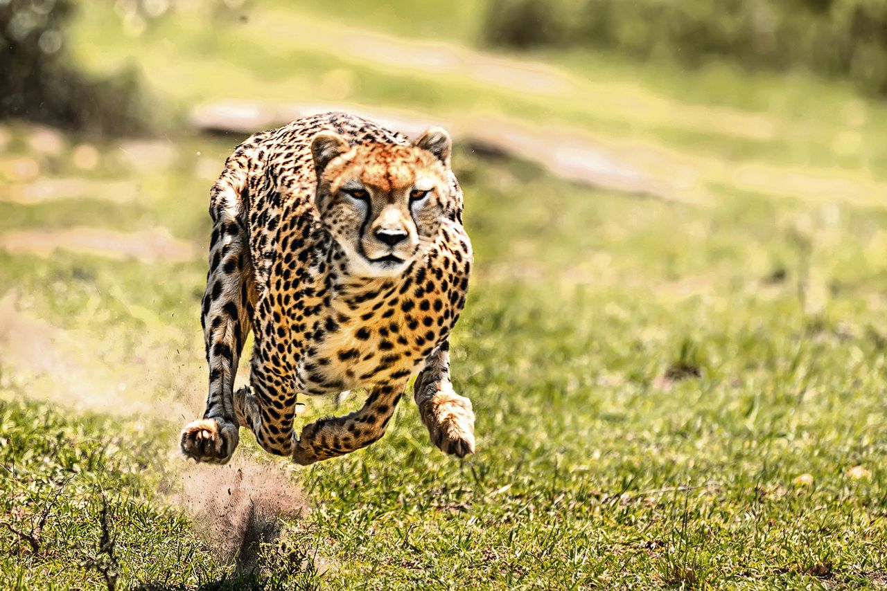 Hoe vind je een grote kat? Met een hond! - NRC