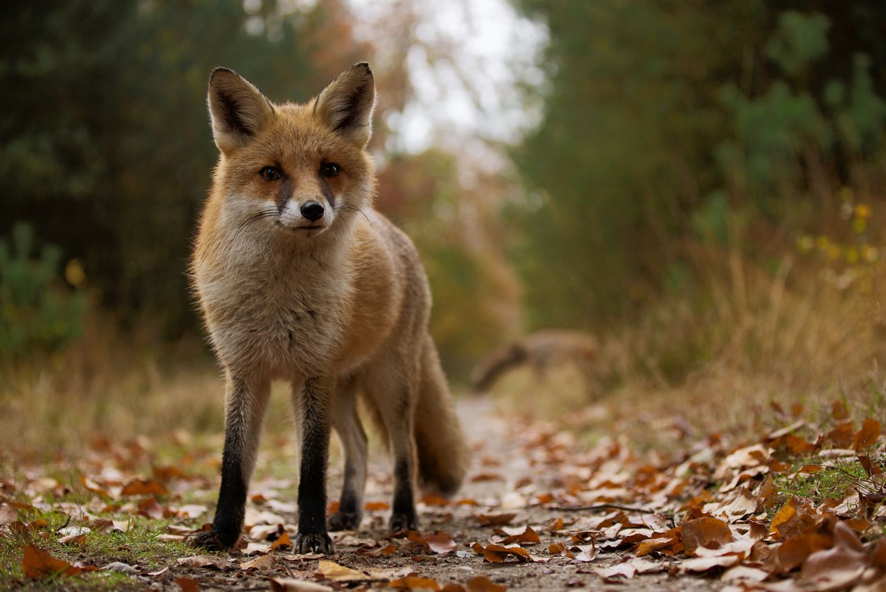 Onhollands ruige Veluwe - NRC