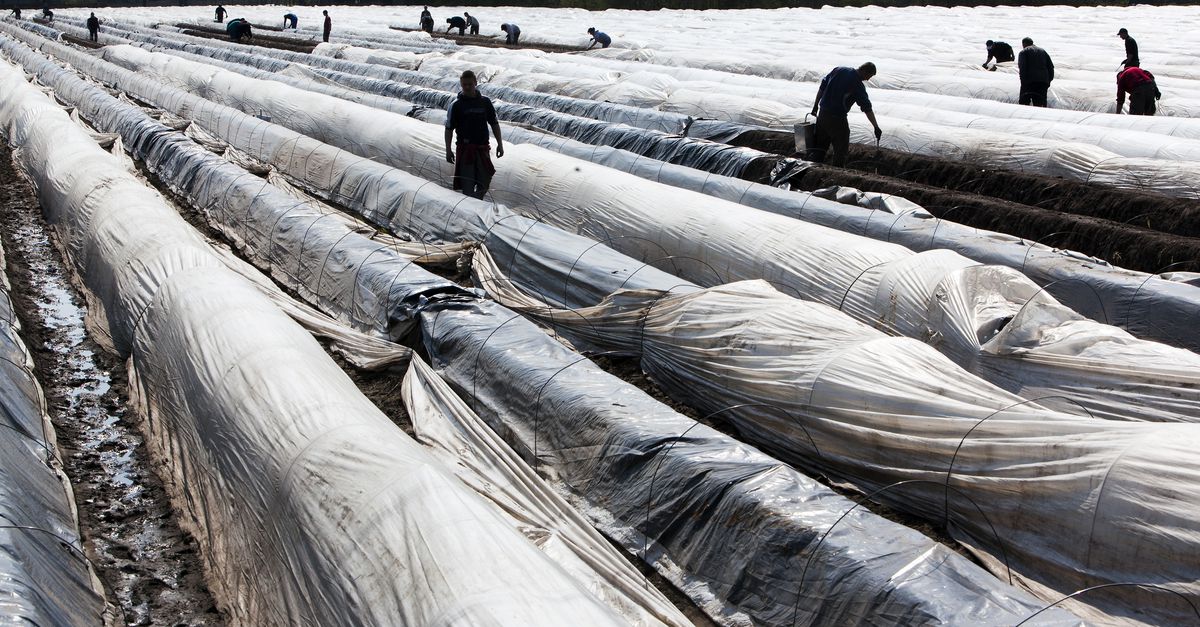 Meer Polen dan Antillianen in Nederland - NRC