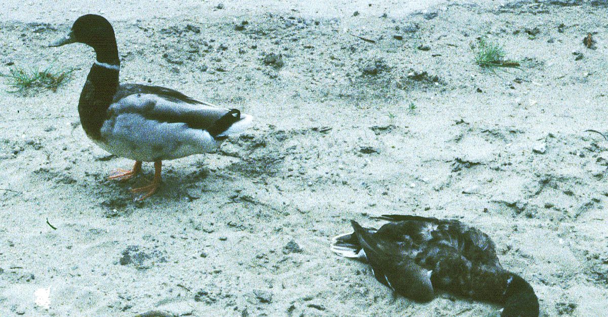 Dead Duck Day - NRC