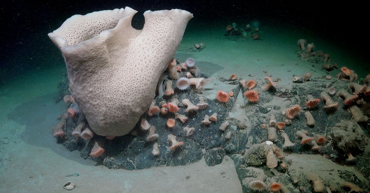 Onder een afgebroken ijsschots bij Antarctica krioelde het van het ...