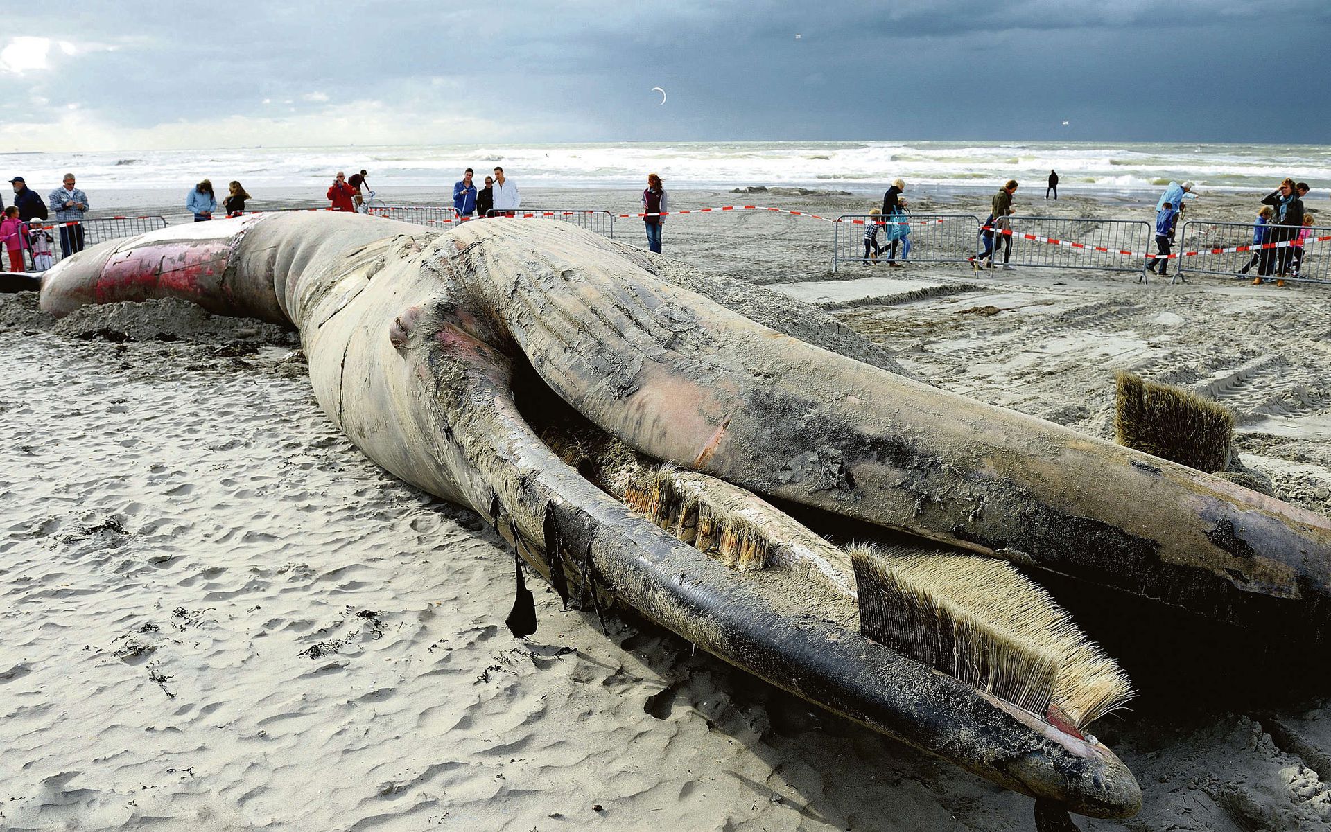 Dode walvis van 16,5 meter aangespoeld op het strand van ’s-Gravenzande ...