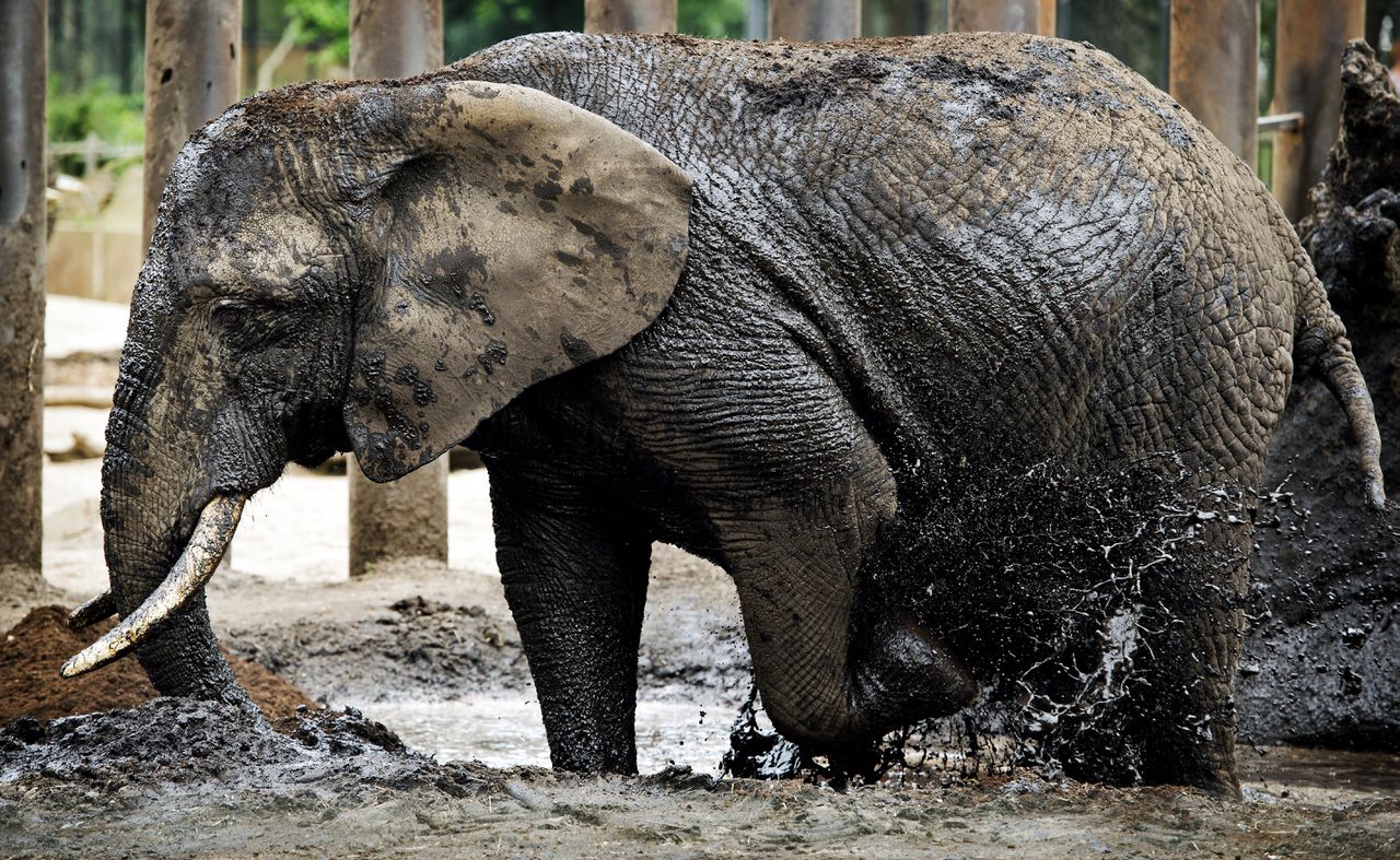 ‘Afrikaanse olifant sterft uit in de dierentuin’ - NRC