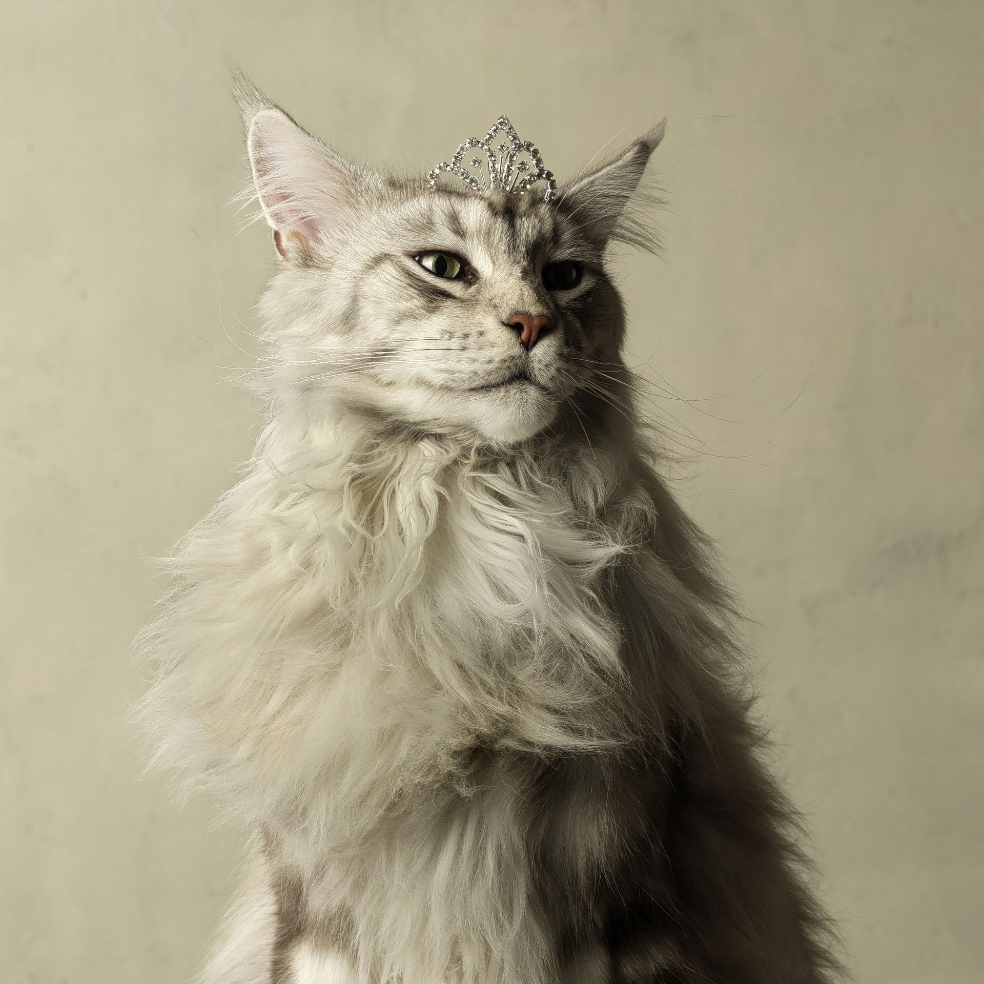 Kattenplaatjes kijken in het museum - NRC