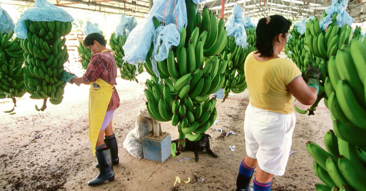 Samen de grootste in bananen - NRC