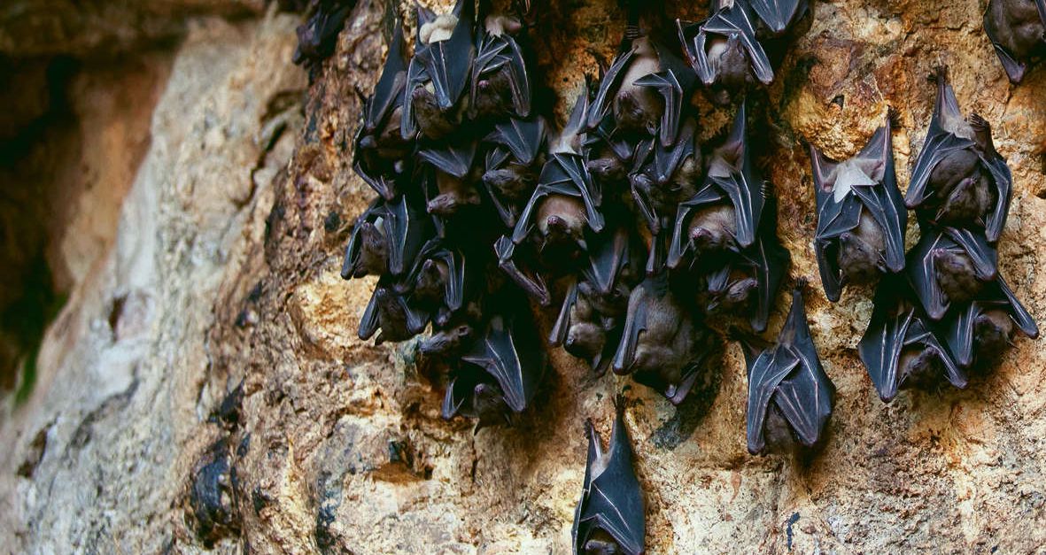 Vleermuizen dragen meer virussen dan knaagdieren - NRC