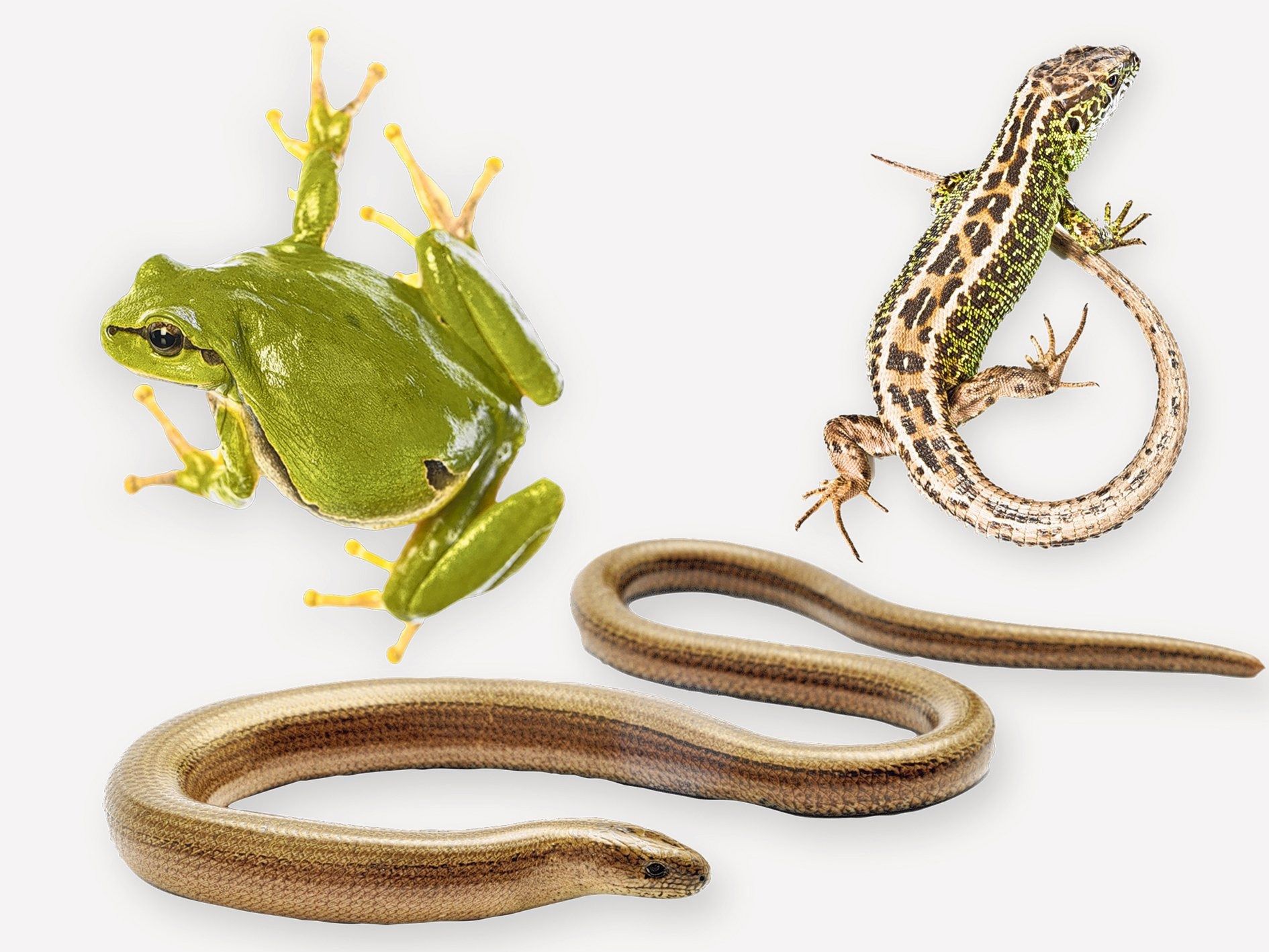 Over slangen en amfibieën is er ook wat positief nieuws - NRC