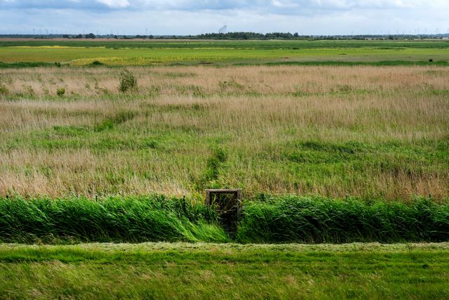 Hoe krijg je riet terug in een moeras? In Flevoland leggen ze het even ...