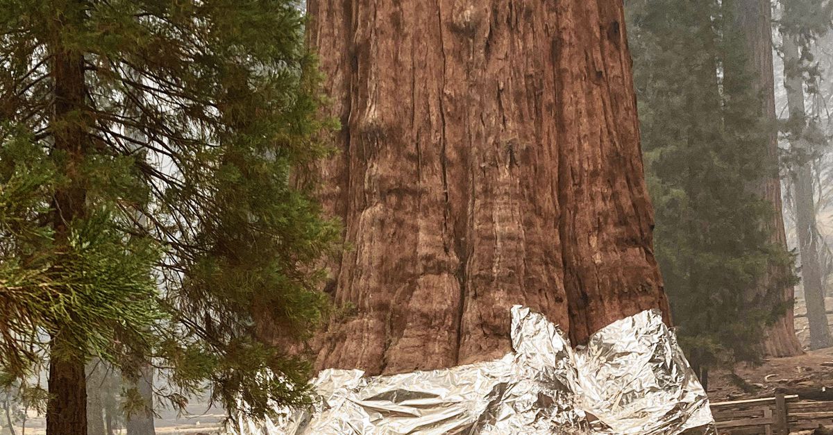 Grootste boom ter wereld ingepakt met vuurwerende dekens nu bosbrand ...