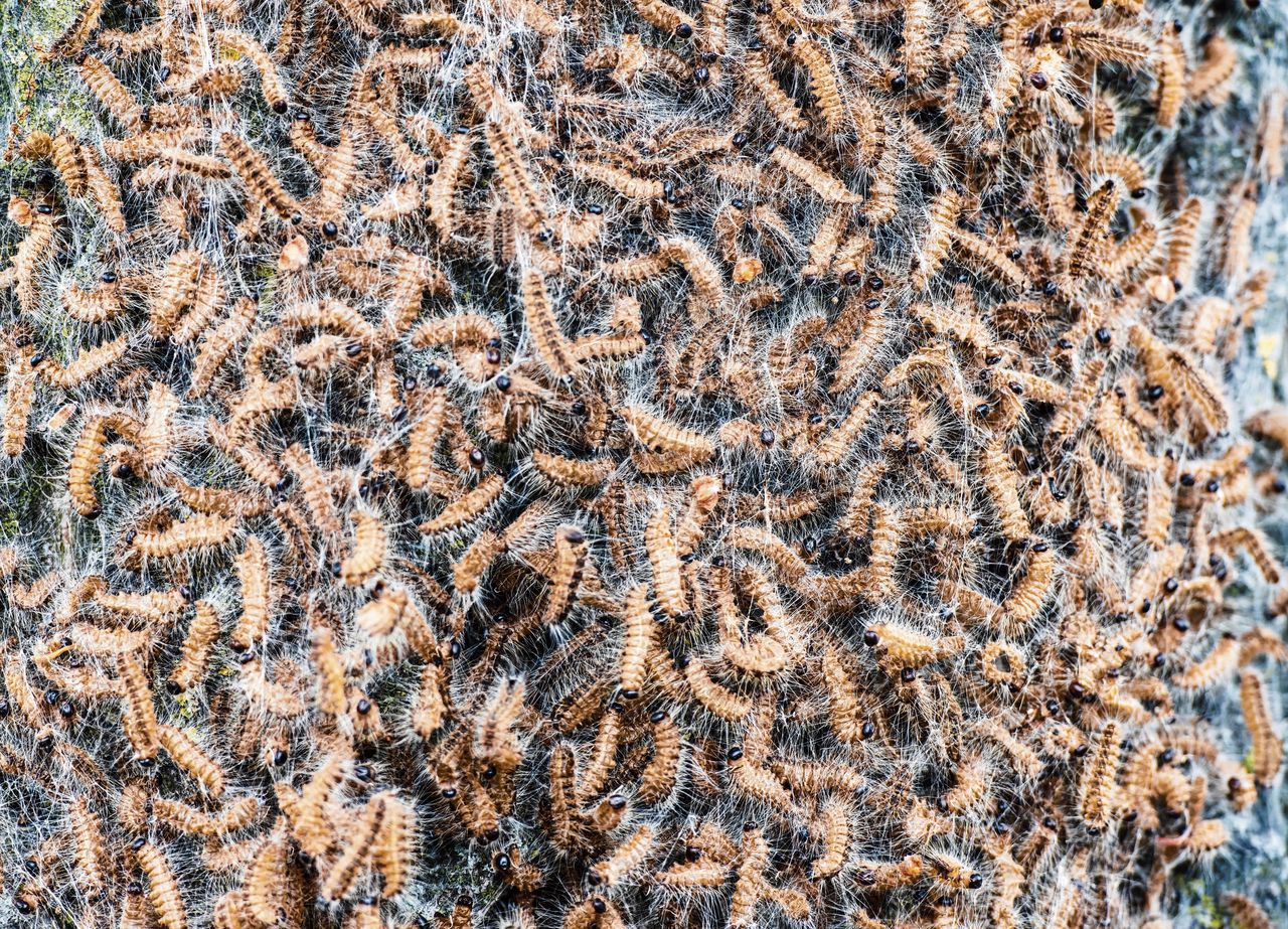 Hoe zorgt de eikenprocessierups bij u in de buurt voor overlast? - NRC