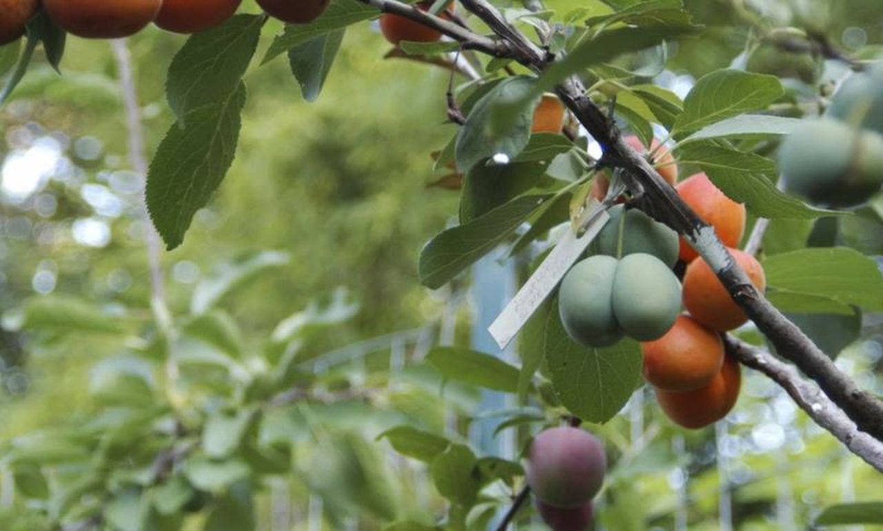Een fruitboom met veertig soorten fruit: in negen jaar gemaakt - NRC