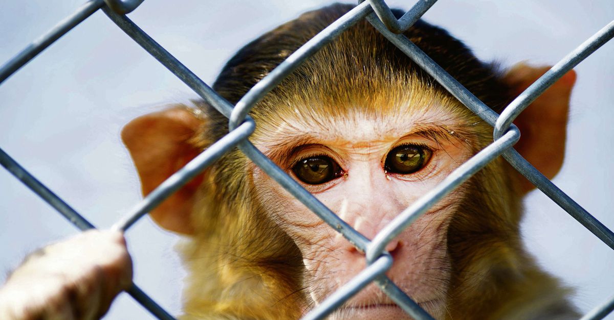 Een dierproef omdat het moet - NRC