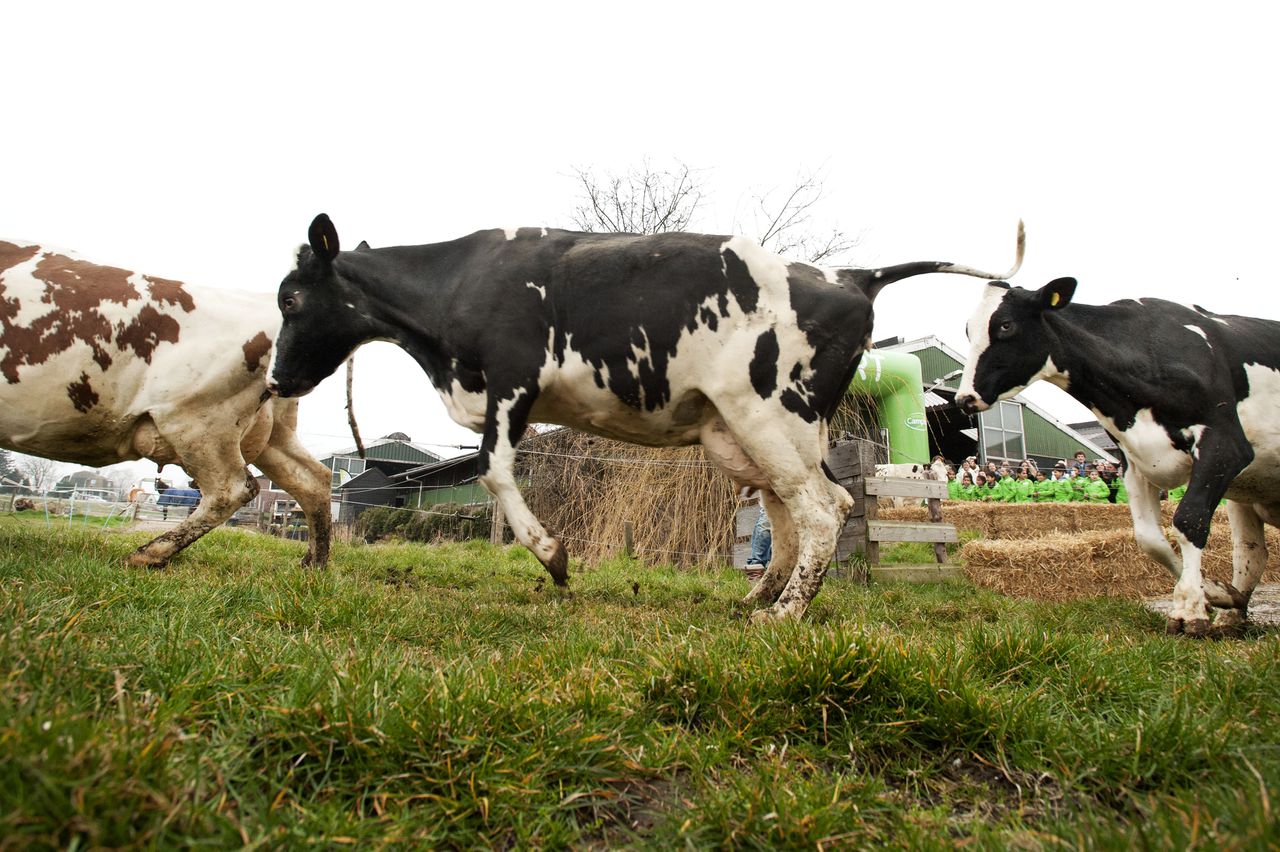 Dijksma wil maximum fosfaat uit koeienmest voorschrijven - NRC