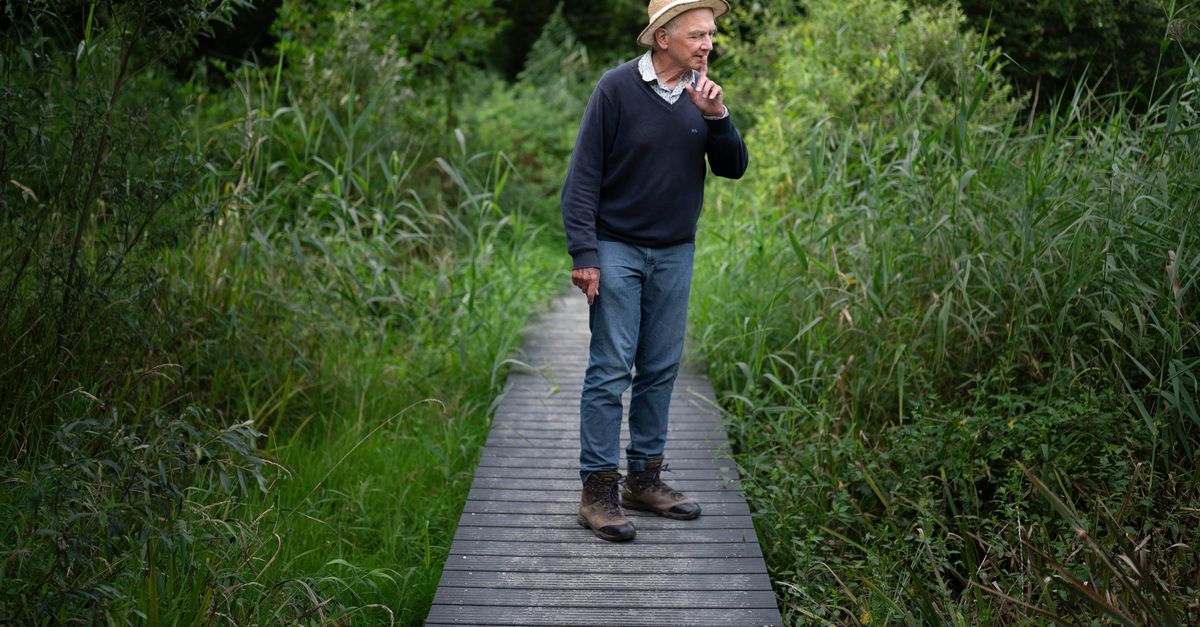 Van dit oerbos werden in de 19de eeuw sigarenkistjes gemaakt. Nu is het ...