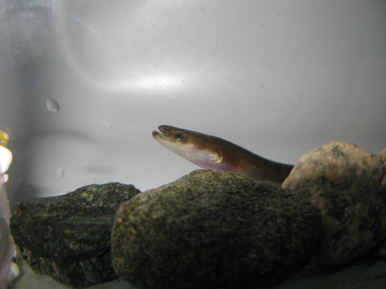 Palingen met zenders gevolgd tot in Sargassozee - NRC