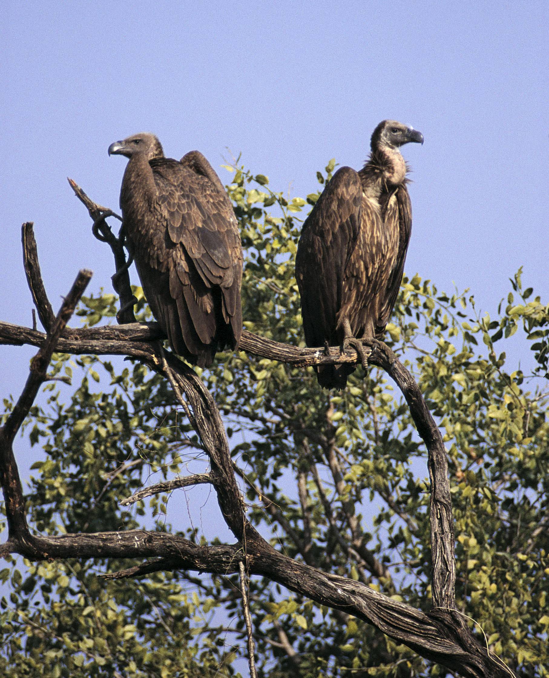 Gieren, lachen en brullen - NRC